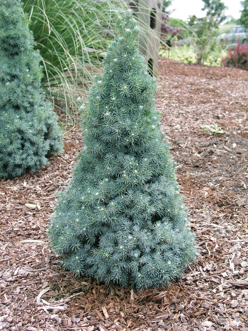 Alberta Blue Dwarf Alberta Spruce – Poplar Forest Nursery