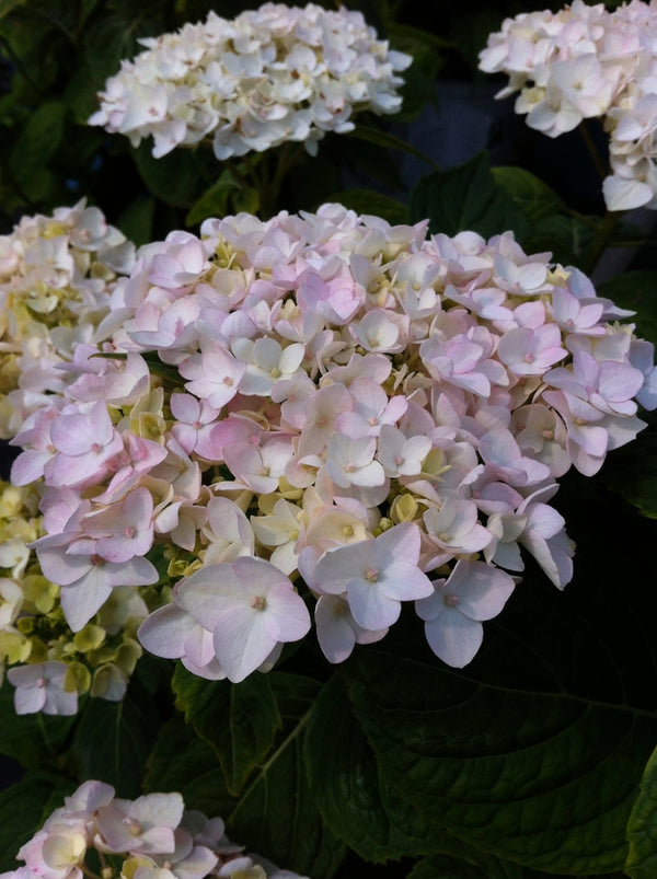 Blushing Bride Big Leaf Hydrangea – Poplar Forest Nursery