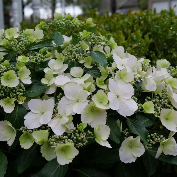 Fairytrail Bride™ Cascade Hydrangea – Poplar Forest Nursery