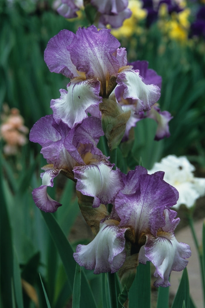 Autumn Tryst Bearded Iris – Poplar Forest Nursery