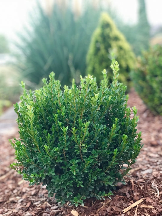 Baby Jade™ Boxwood – Poplar Forest Nursery
