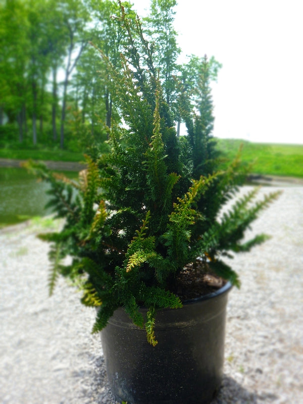 Filicoides Compacta Hinoki Falsecypress – Poplar Forest Nursery