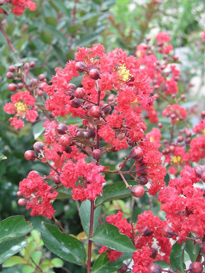 Red Rocket® Crape Myrtle – Poplar Forest Nursery