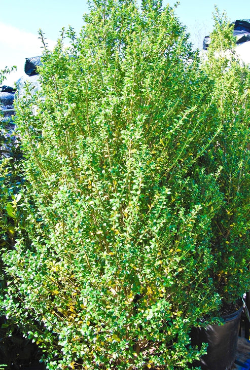 Steeds Japanese Holly – Poplar Forest Nursery