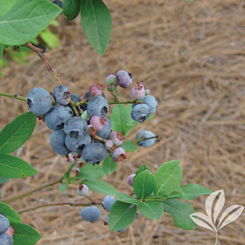 Premier Rabbiteye Blueberry – Poplar Forest Nursery